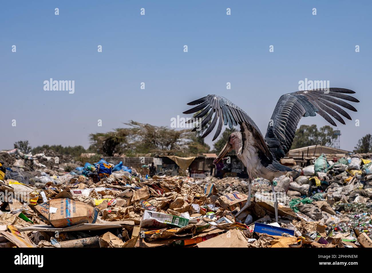 A marabou bird seen at the Dandora dumpsite. Dandora is the biggest ...