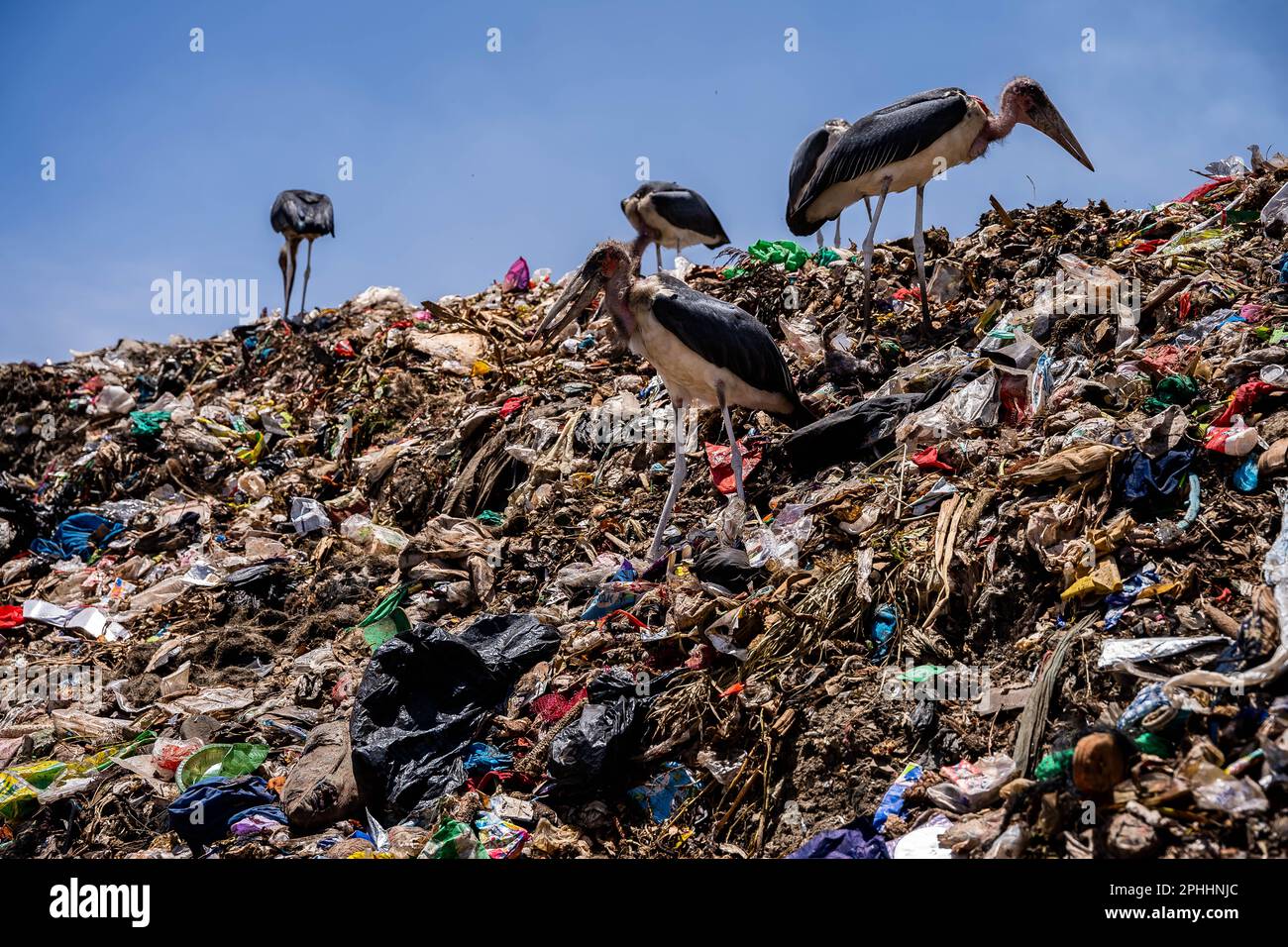 Marabou birds seen at the Dandora dumpsite. Dandora is the biggest ...