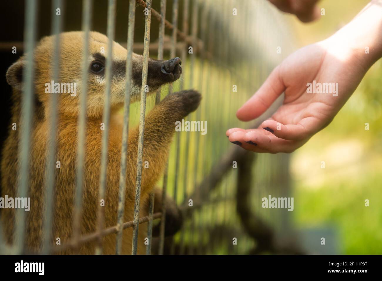 Coati behind bars Stock Photo - Alamy