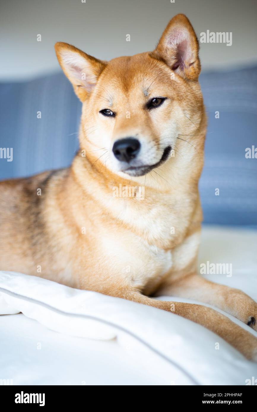 Sitting shiba inu hi-res stock photography and images - Alamy