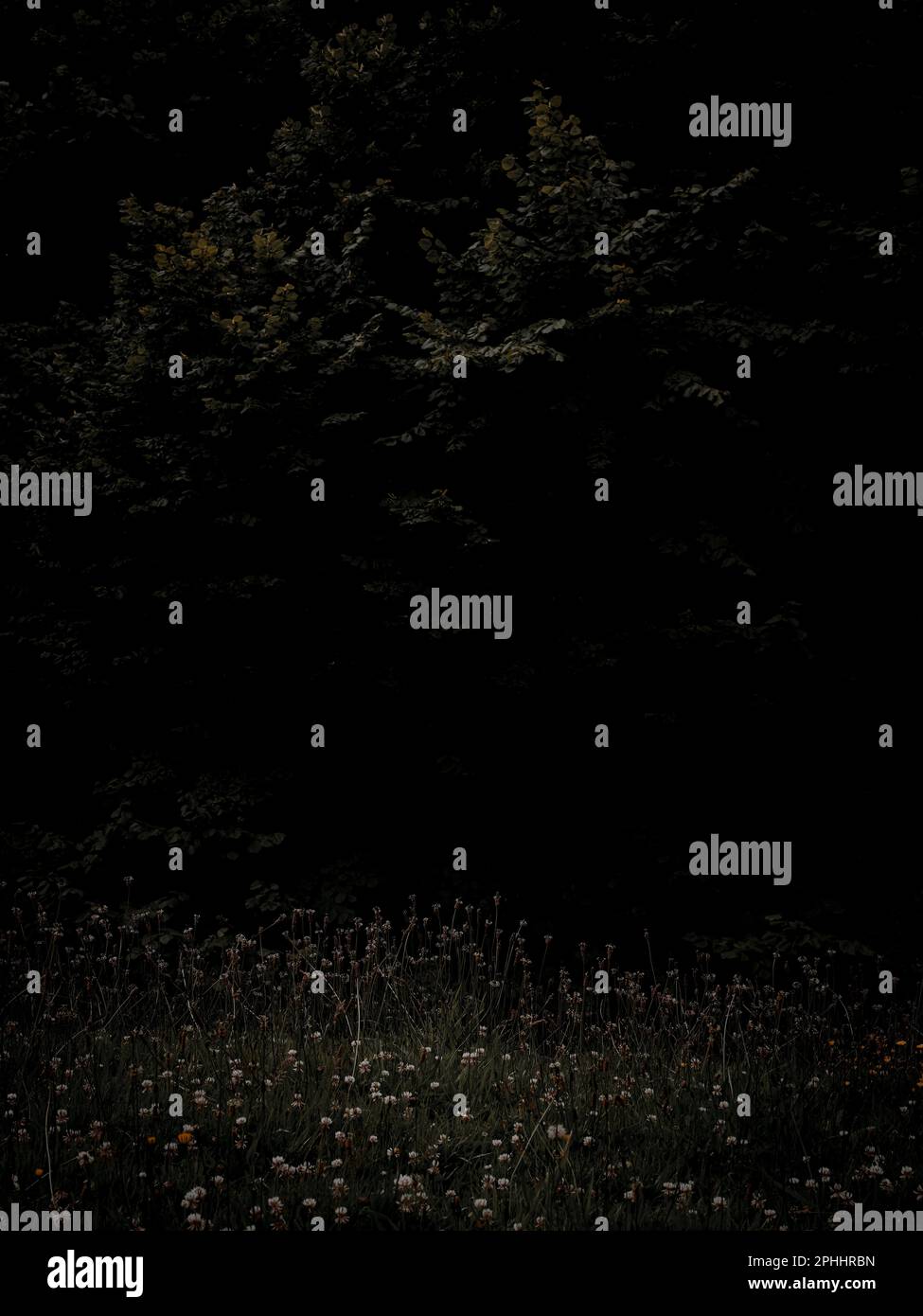 Dark Flowers, Shadows Under Trees, Penryn Campus, Falmouth University ...