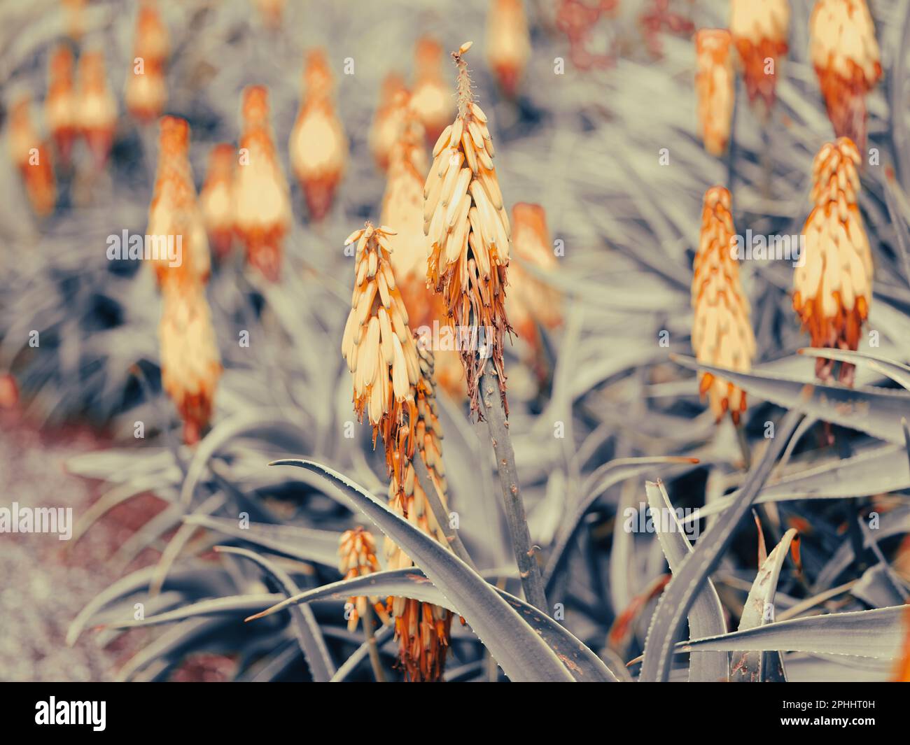 Falmouth university garden hi-res stock photography and images - Alamy