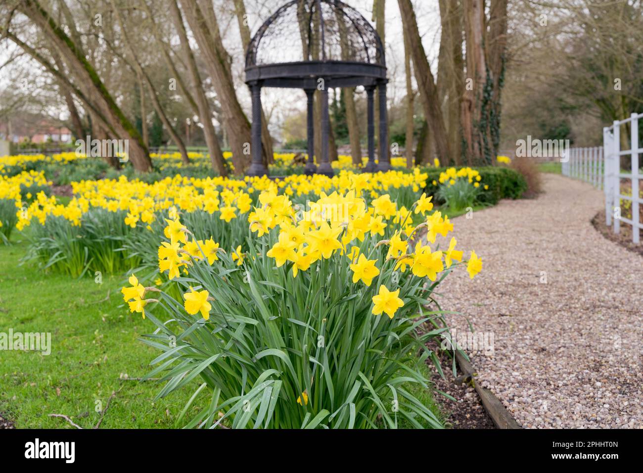 daffodils seen in Spring England UK Stock Photo - Alamy