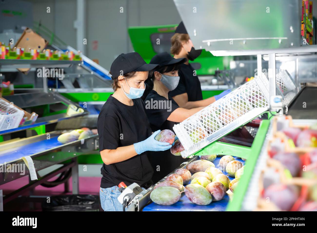 Employes sorting fresh ripe mangoes Stock Photo - Alamy