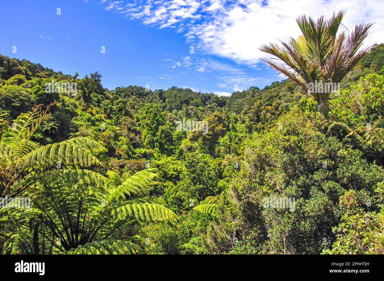 Native bush at Abel Tasman National Park, Nelson Region, South Island ...