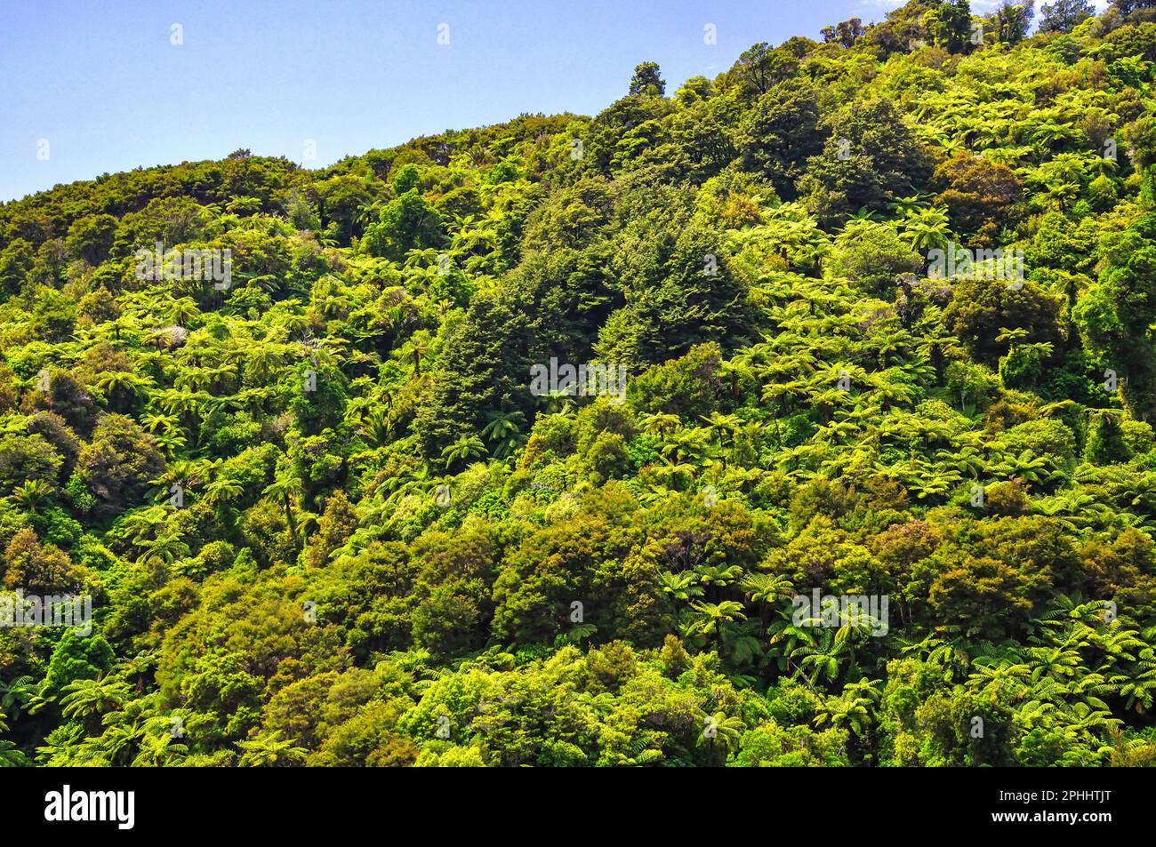 Native bush at Abel Tasman National Park, Nelson Region, South Island ...