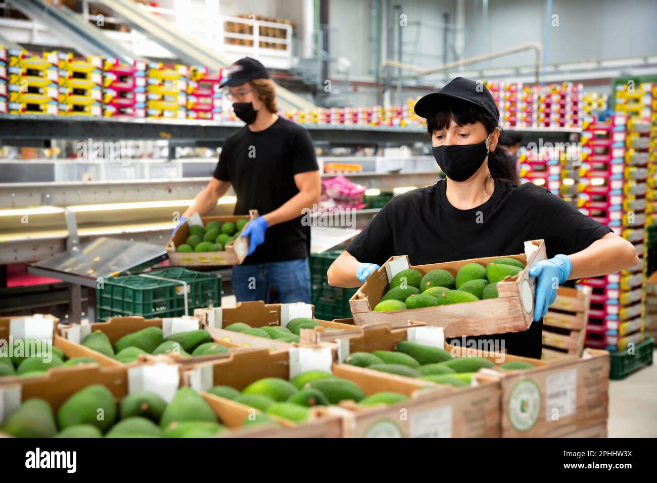 Young women and man in uniform packing mango to crates at factory ...