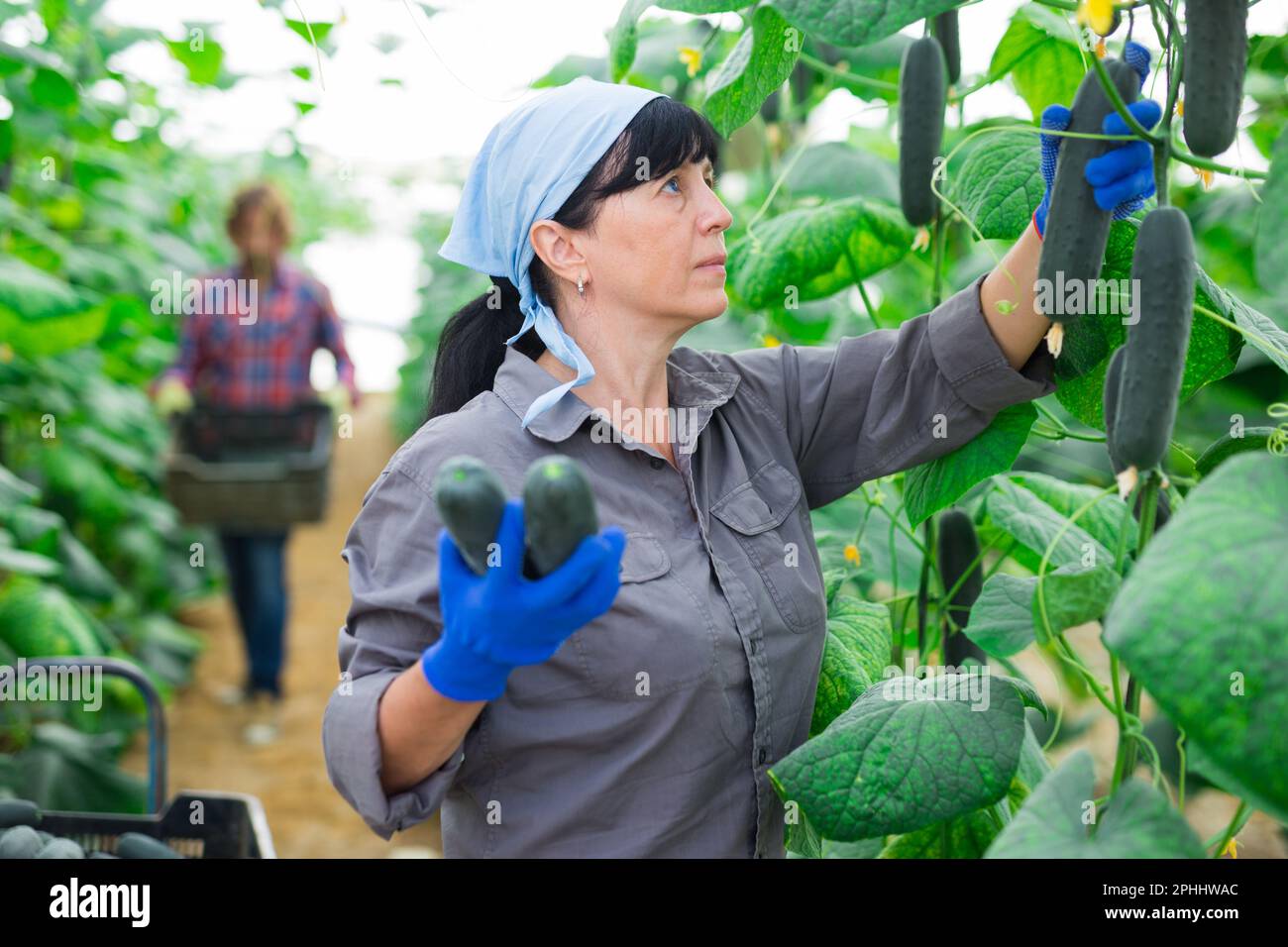 positive farmers collecting cucumbers in their plantation Stock Photo ...
