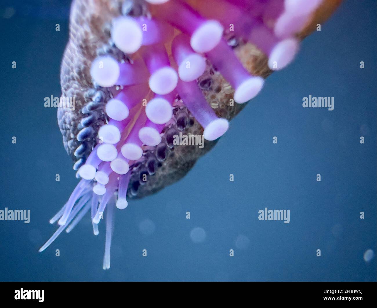 Macro photo of a starfish tentacles glowing neon underwater Stock Photo ...