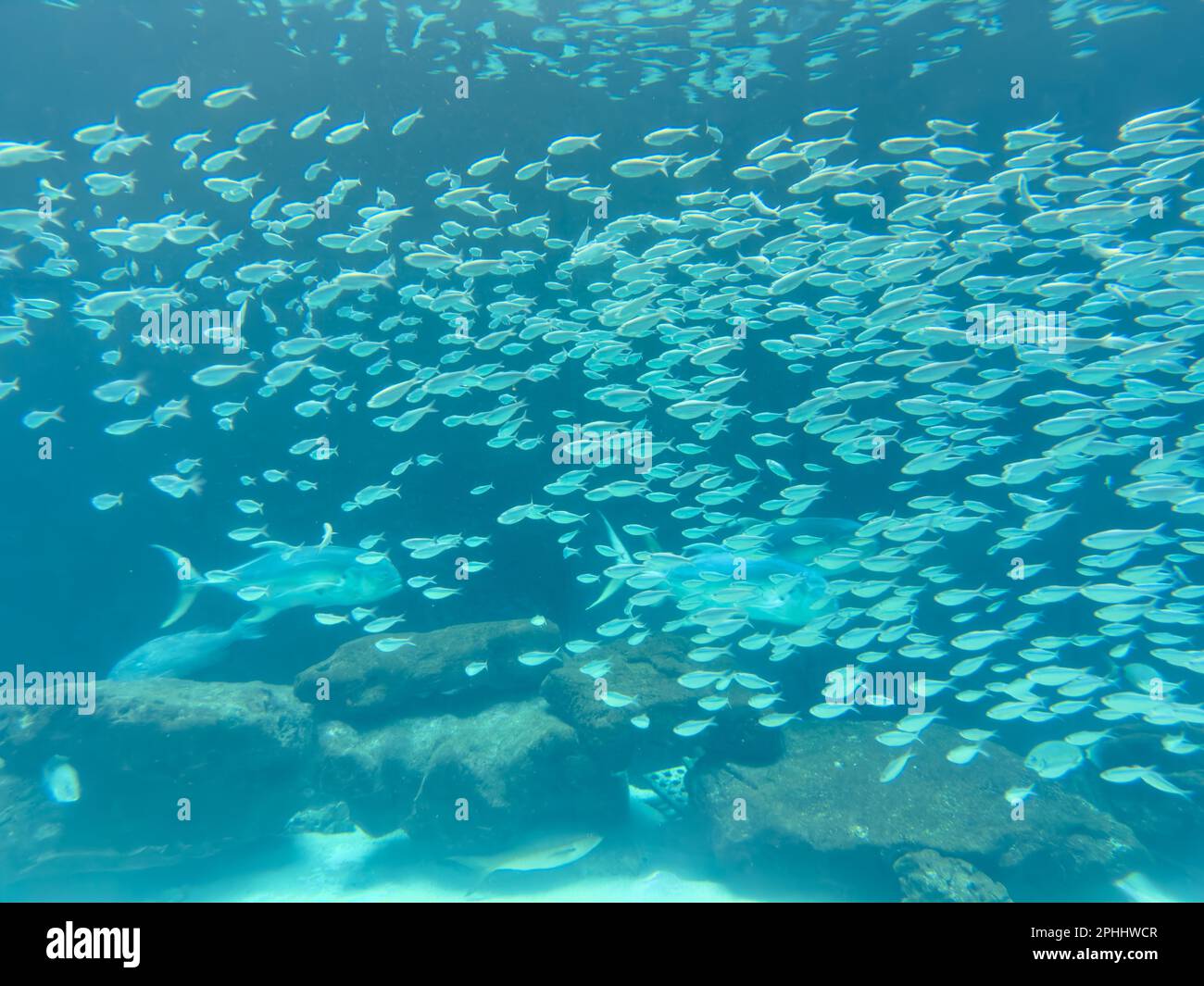 Many fish in the sea Stock Photo - Alamy