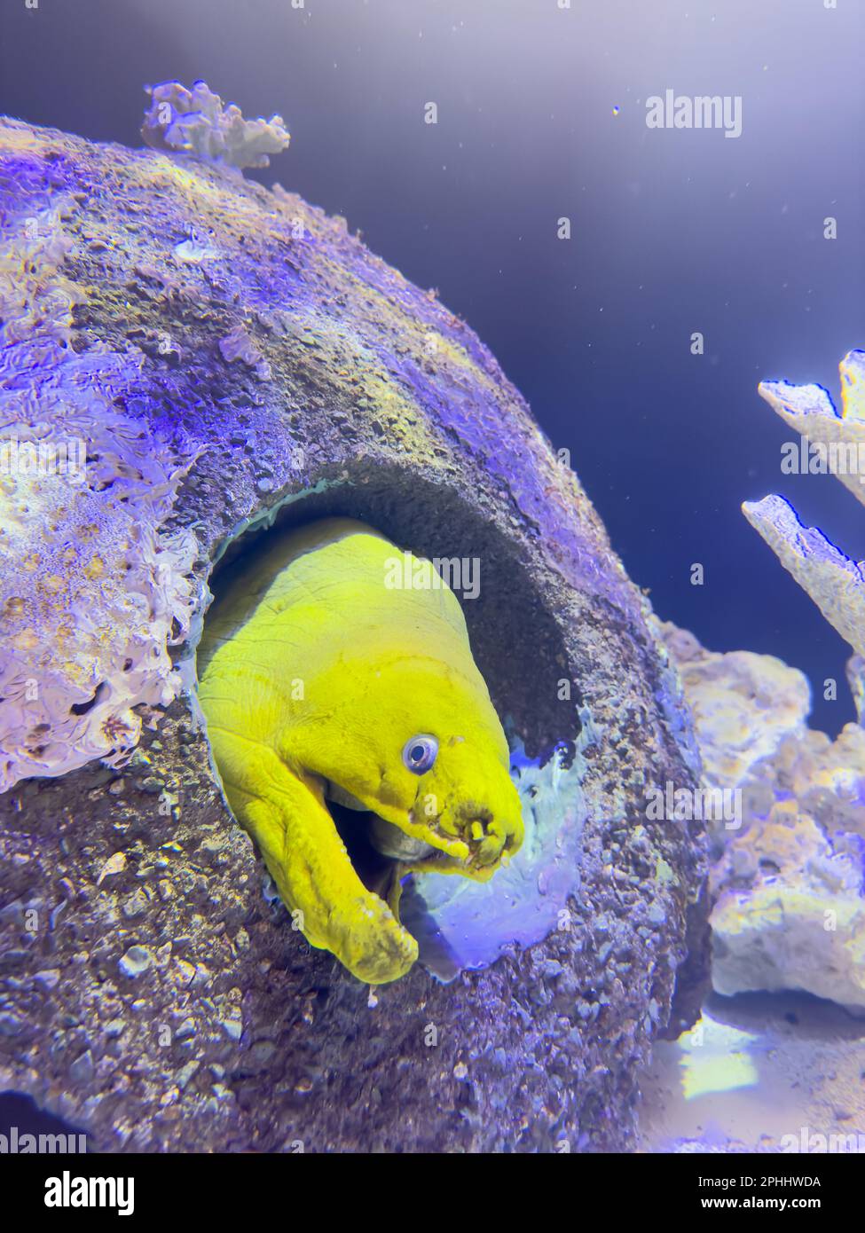 Underwater photo of a Moray eel glowing yellow Stock Photo - Alamy