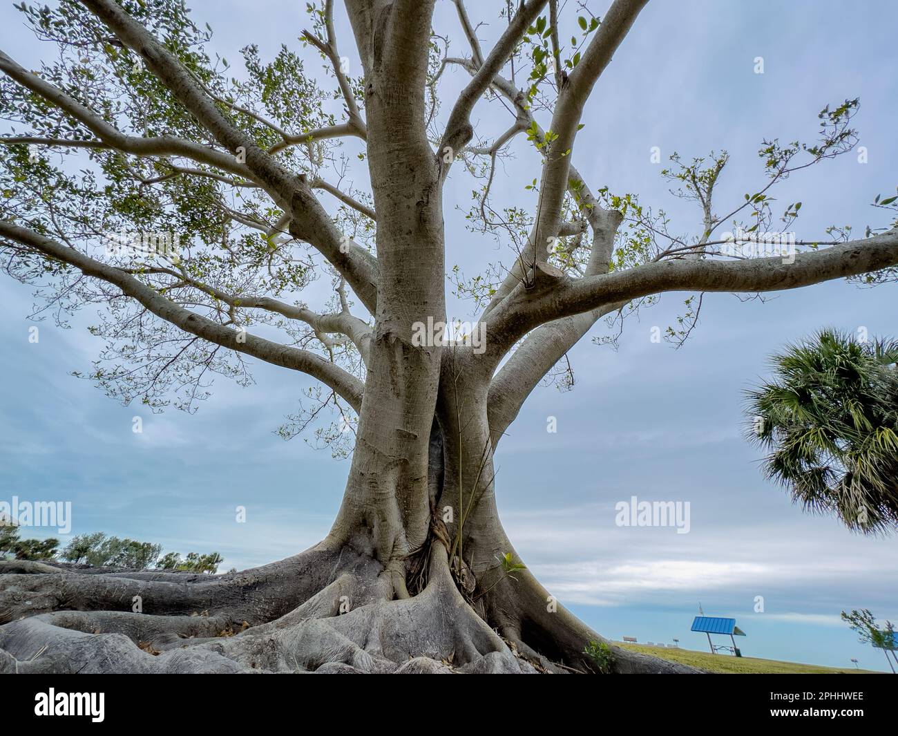 Banyan tree show from low ground angle Stock Photo - Alamy