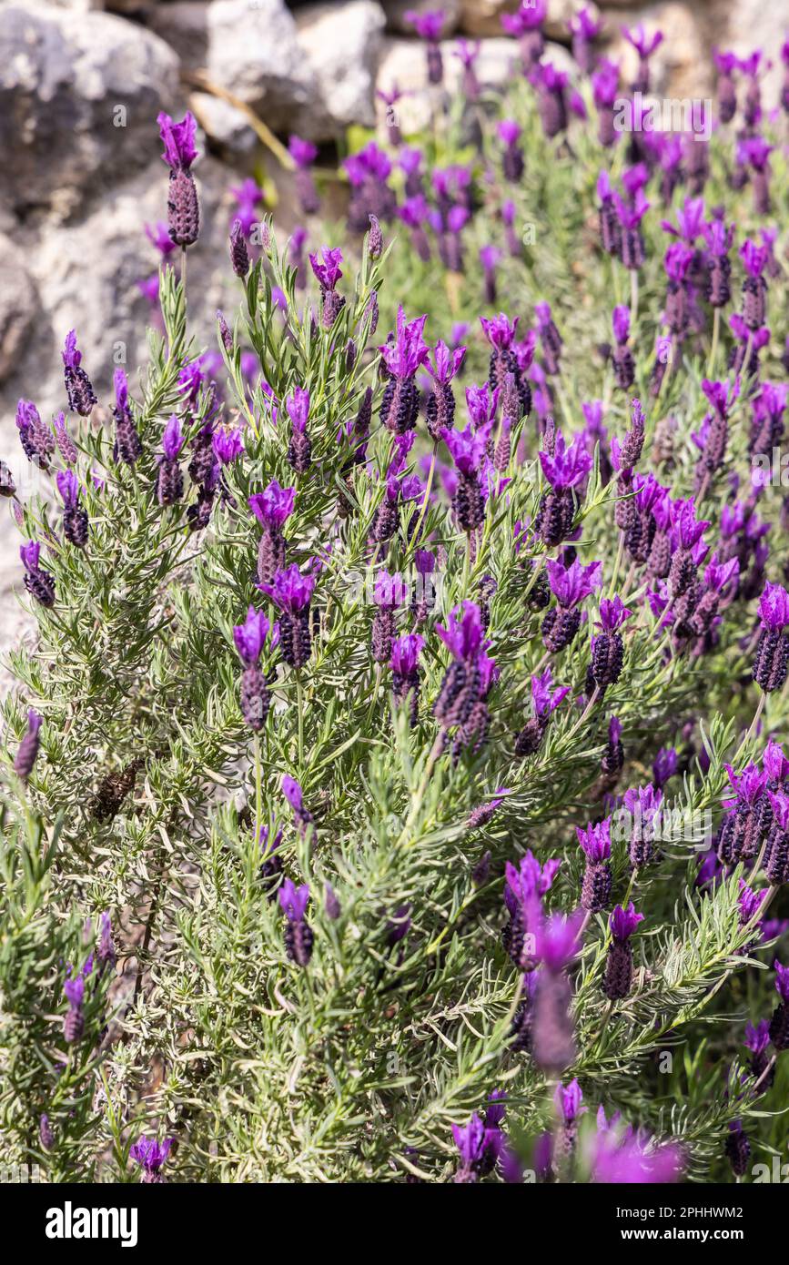 Portuguese National Flower