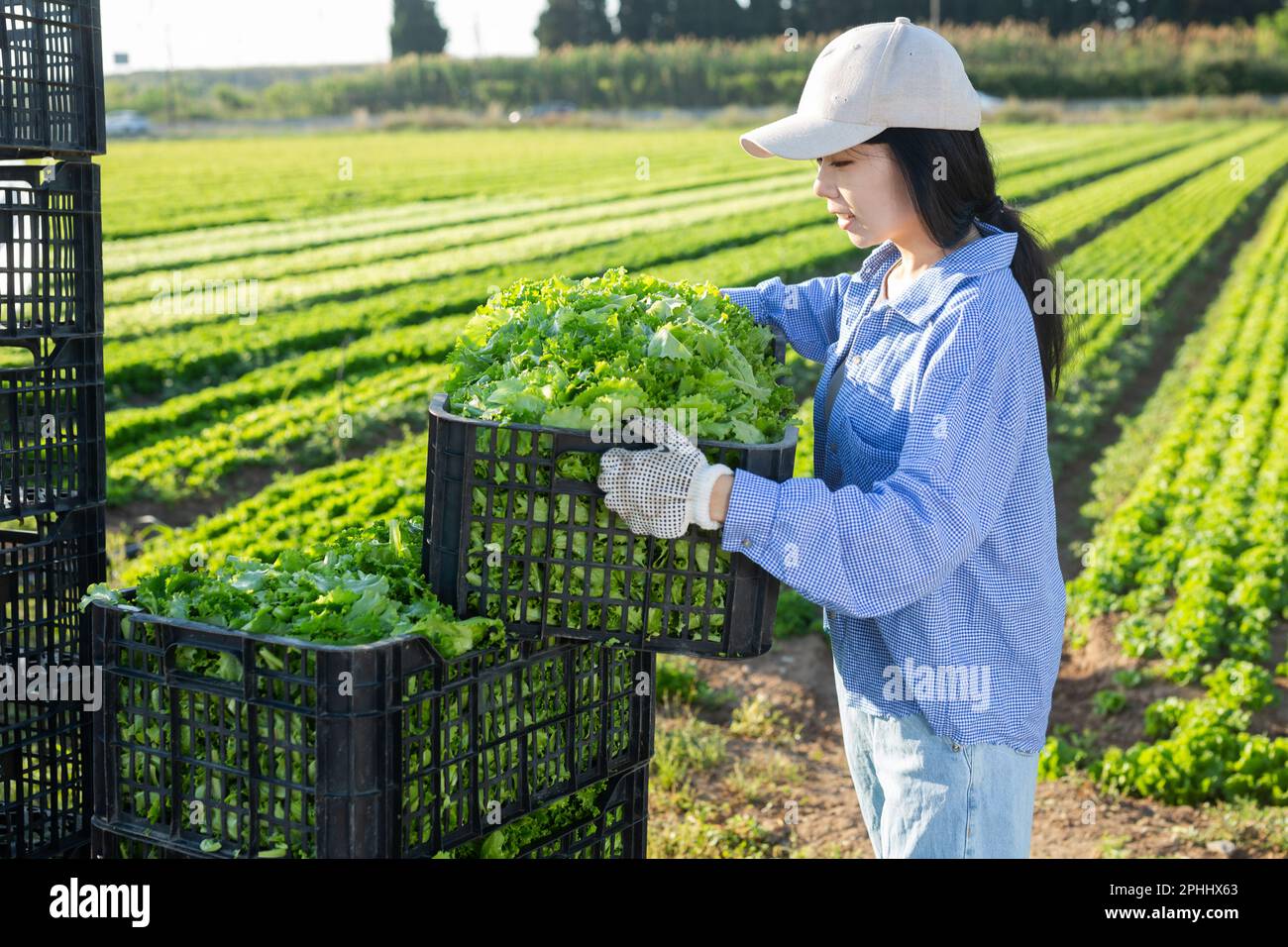 Young asian female worker arranging boxes with green lettuce on farm ...