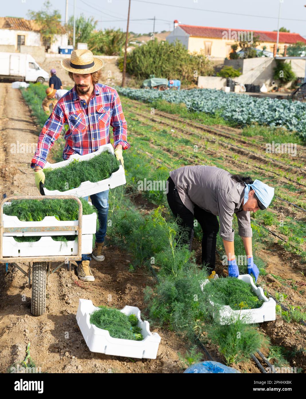 Growing dill on farmers plantation hi-res stock photography and images ...