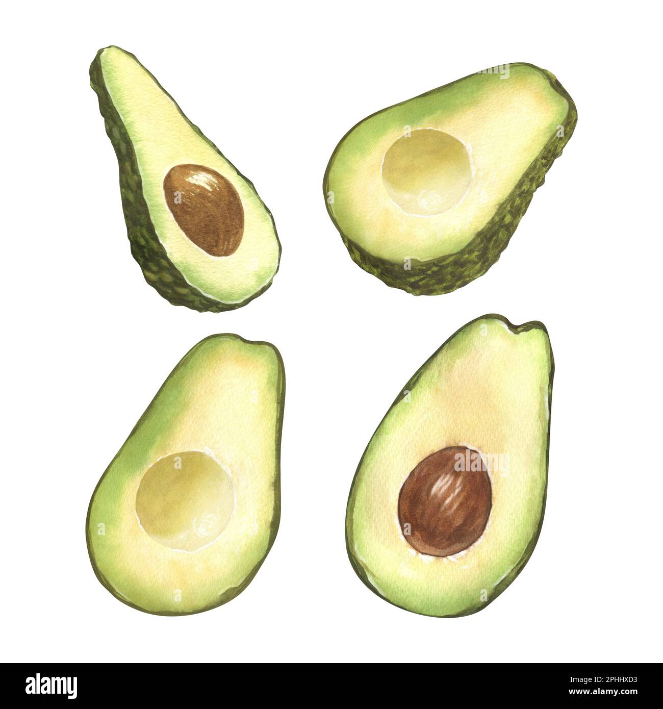 Watercolor set of fresh whole and sliced avocado. Hand-drawn ...