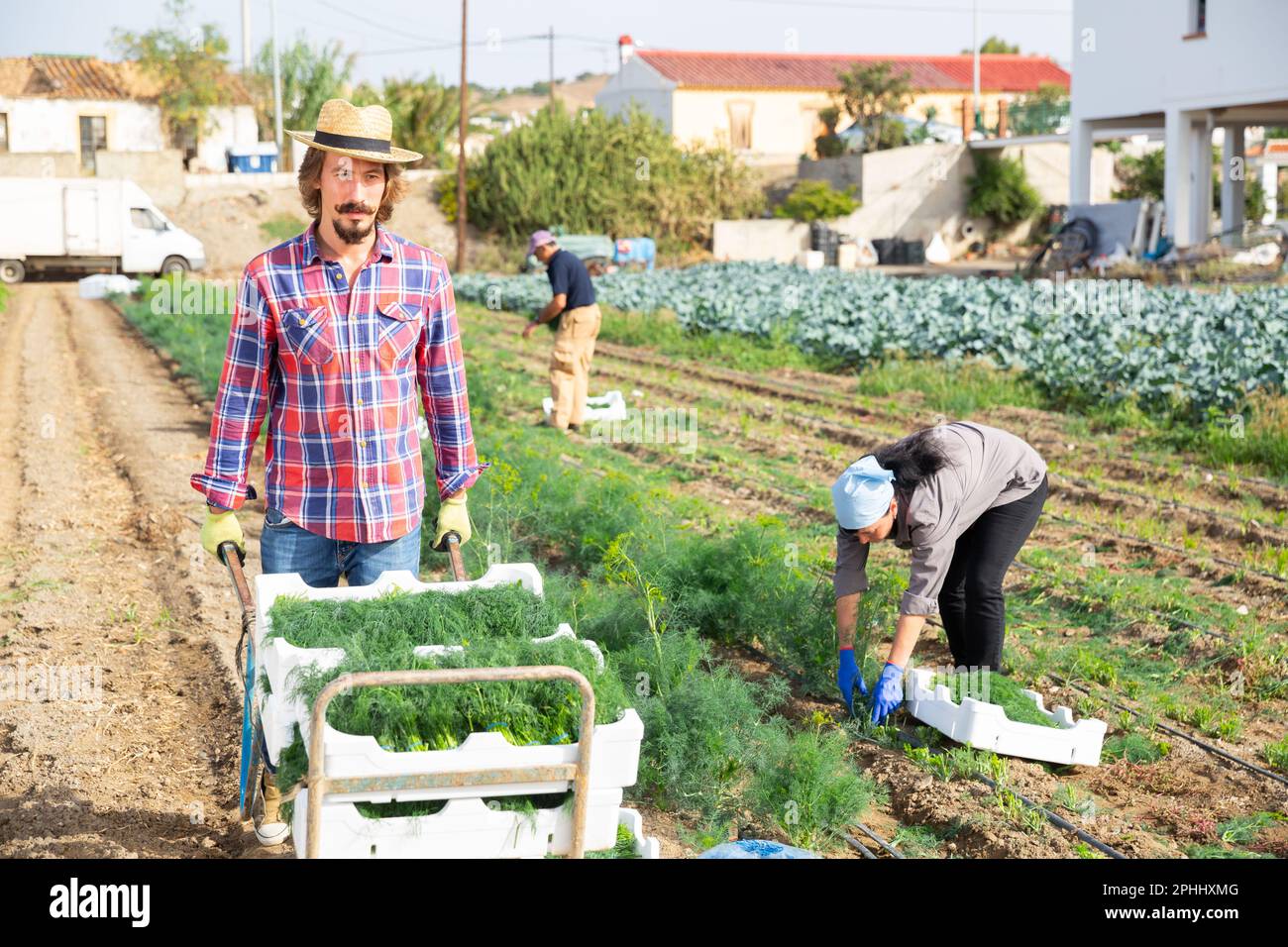 Man pushing wheelbarrow harvested hi-res stock photography and images ...