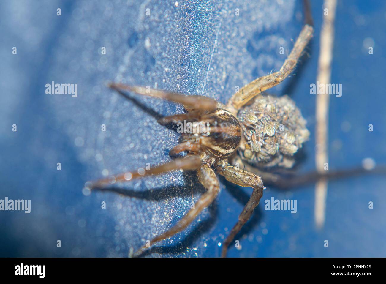 Spider breeding hi-res stock photography and images - Alamy