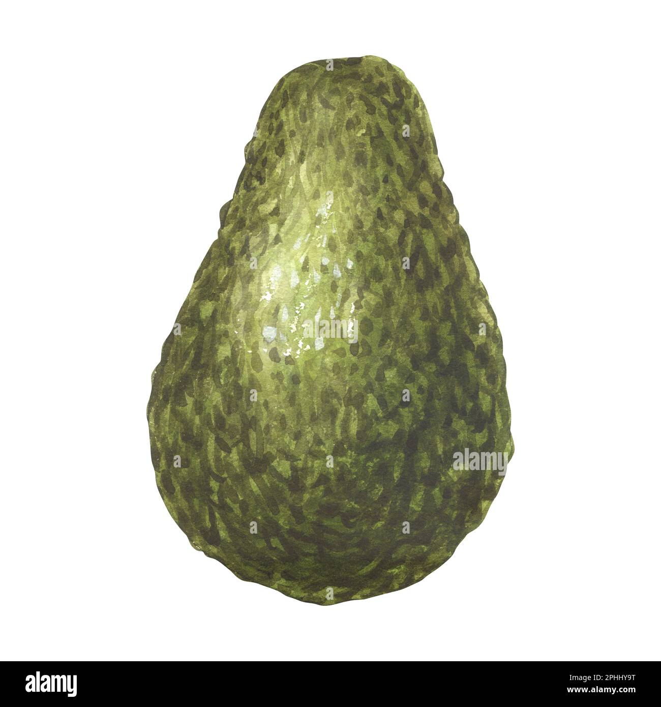 Watercolor fresh realistic avocado. Hand-drawn illustration isolated on ...