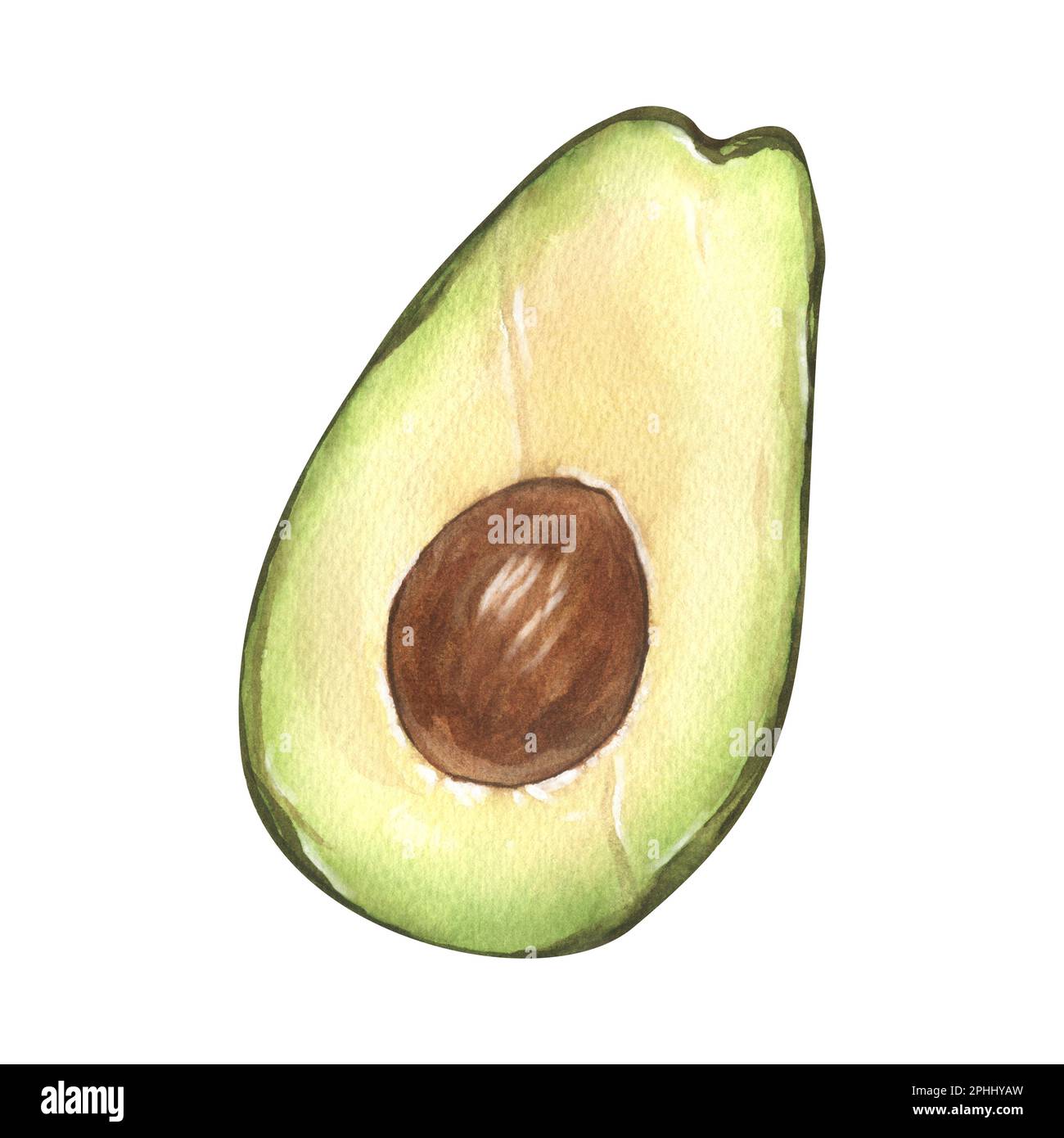 Watercolor fresh realistic avocado. Hand-drawn illustration isolated on ...