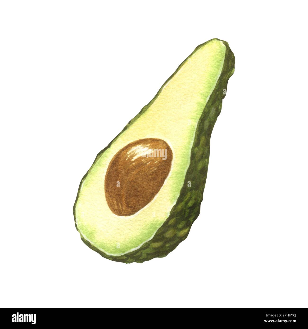 Watercolor fresh realistic avocado. Hand-drawn illustration isolated on ...