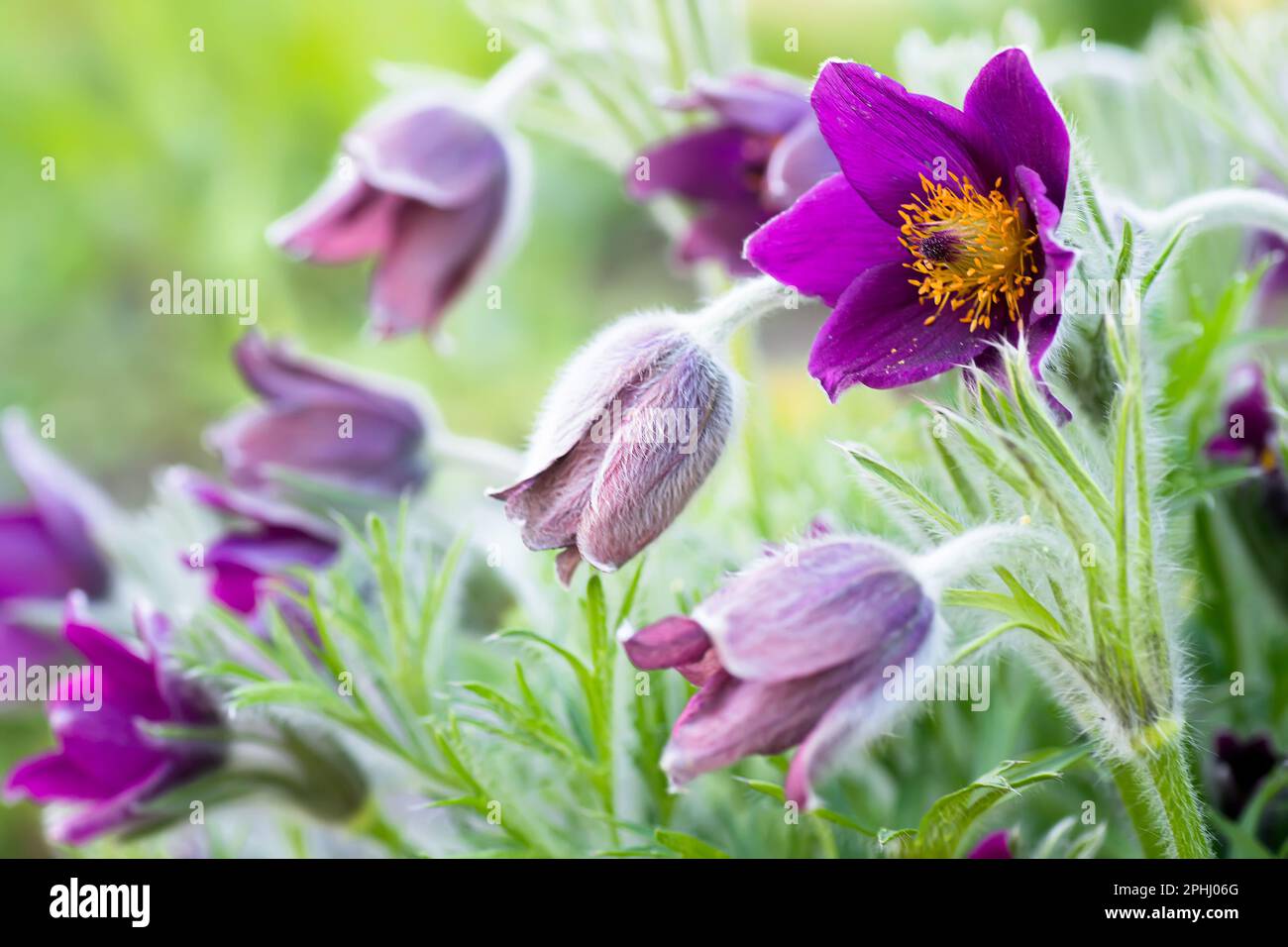 Pulsatilla patens, Eastern pasqueflower, and cutleaf anemone purple ...