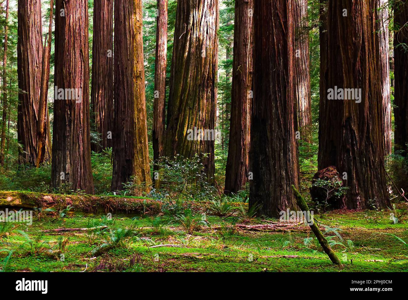 Giant Coast Redwood Trees Tower Over The Forest Floor. Redwood National ...