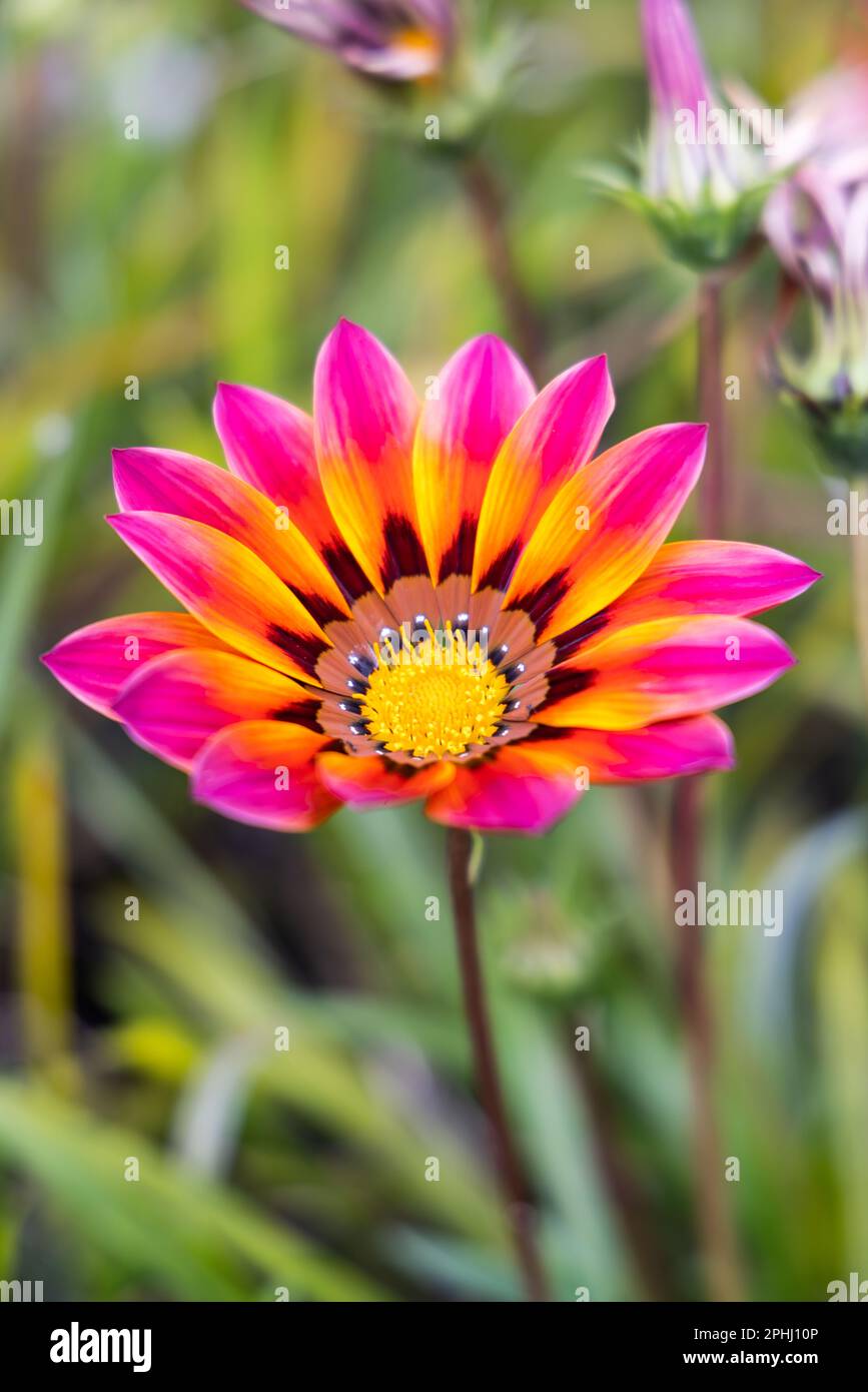 Calvaria de cima hi-res stock photography and images - Alamy