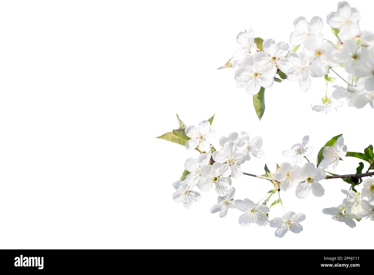 Closeup cherry spring tree Cut Out Stock Images & Pictures - Alamy