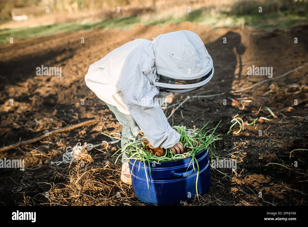 farmer's child takes the germinated onions out of garden pan before ...