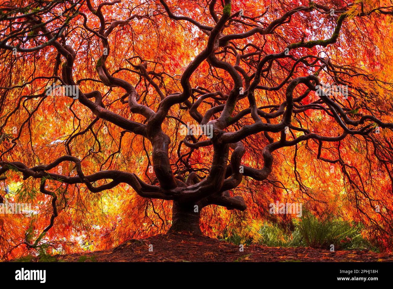 A Japanese Maple Displays Fall Colors. Kubota Garden, Seattle ...