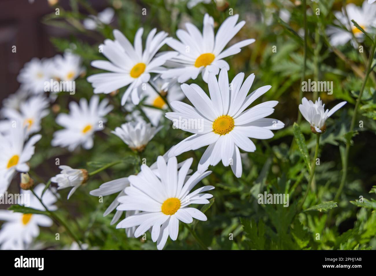 Europe, Portugal, Obidos. Daisy. Bellis perennis, a European species of ...
