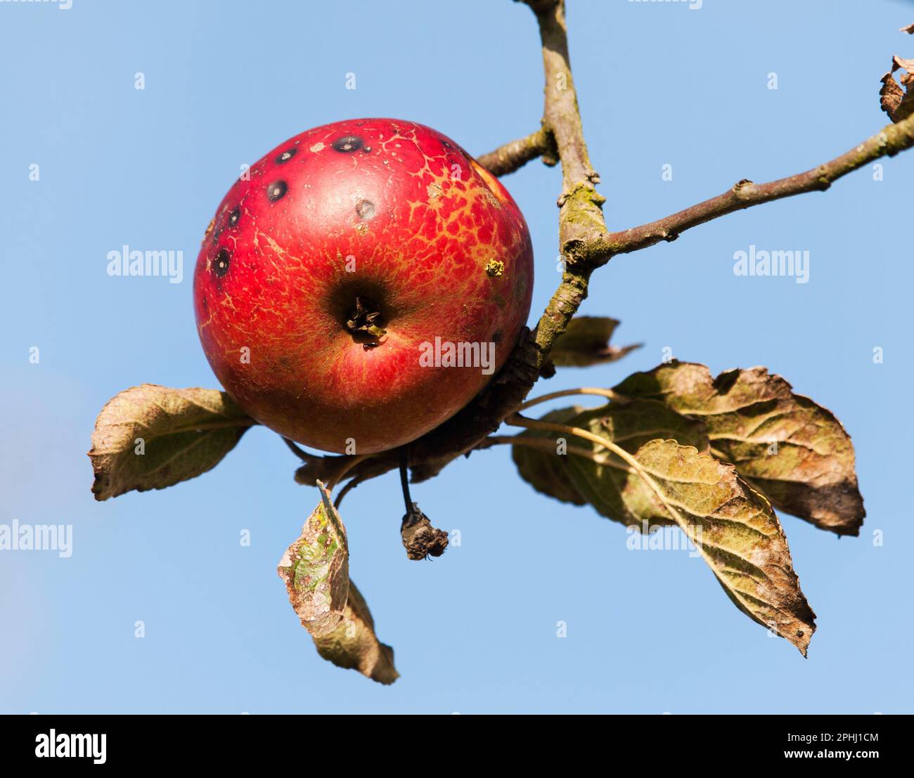 Growned red apple on the tree Stock Photo - Alamy