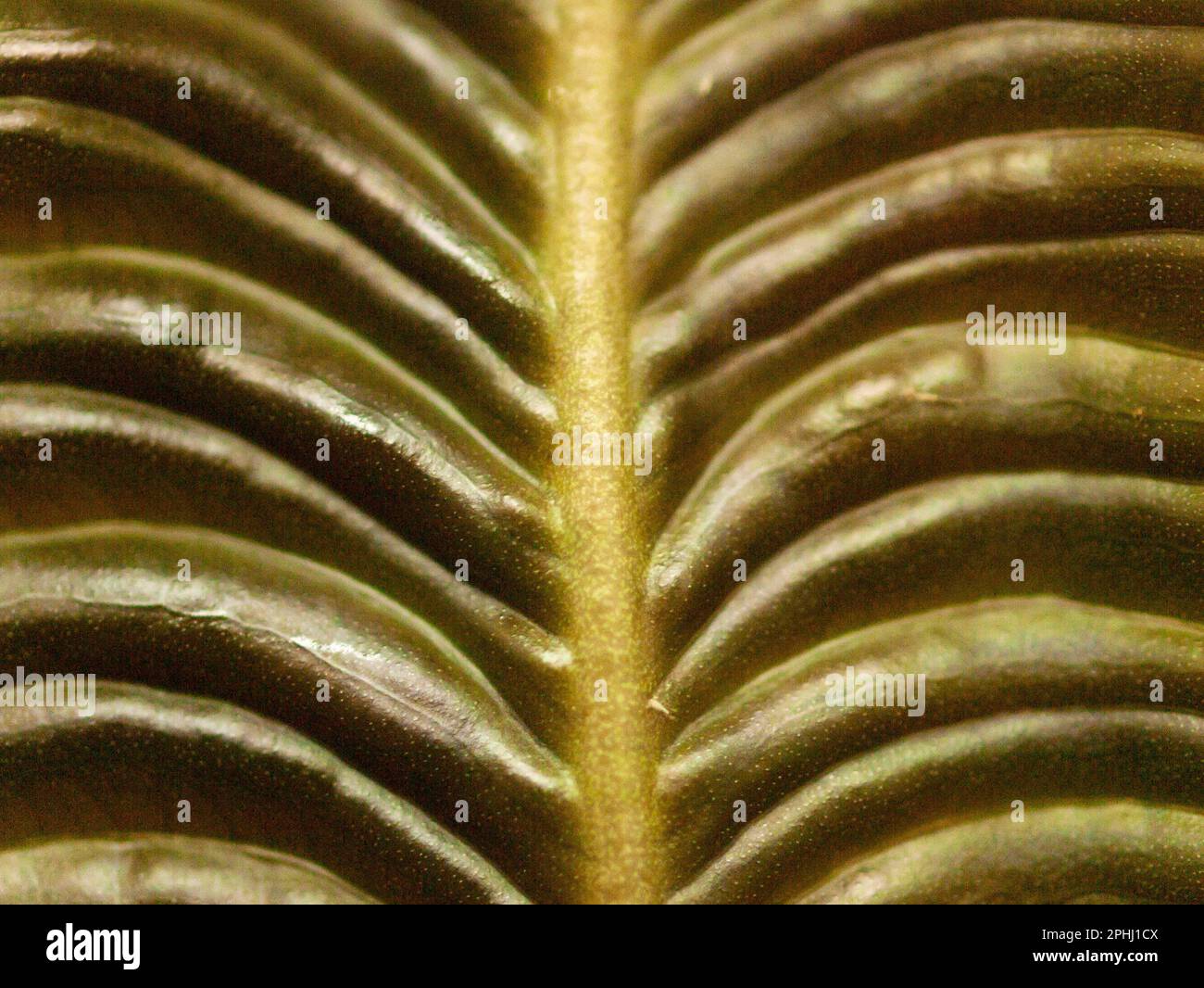 Background from detail of leaf structure Stock Photo - Alamy
