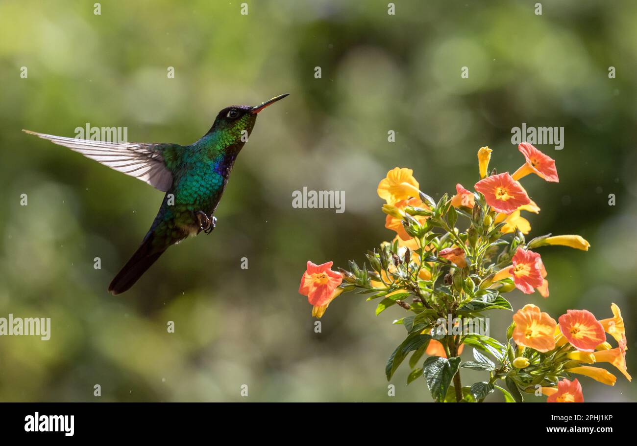 Closeup of Fiery-throated Hummingbird in flight feeding from nectar ...