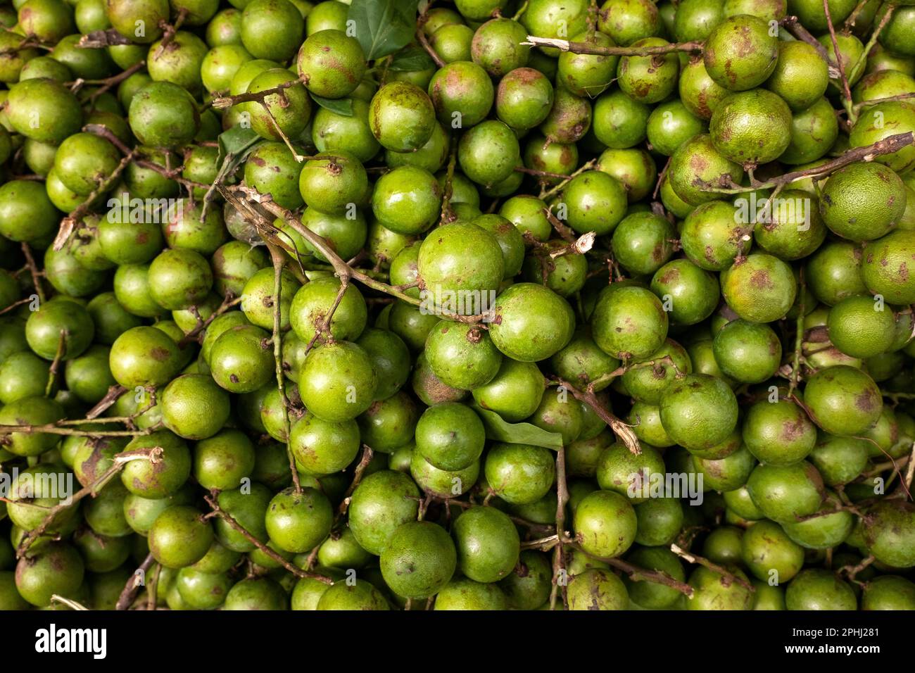 Melicoccus bijugatus - Mamoncillo delicious tropical fruit in market ...