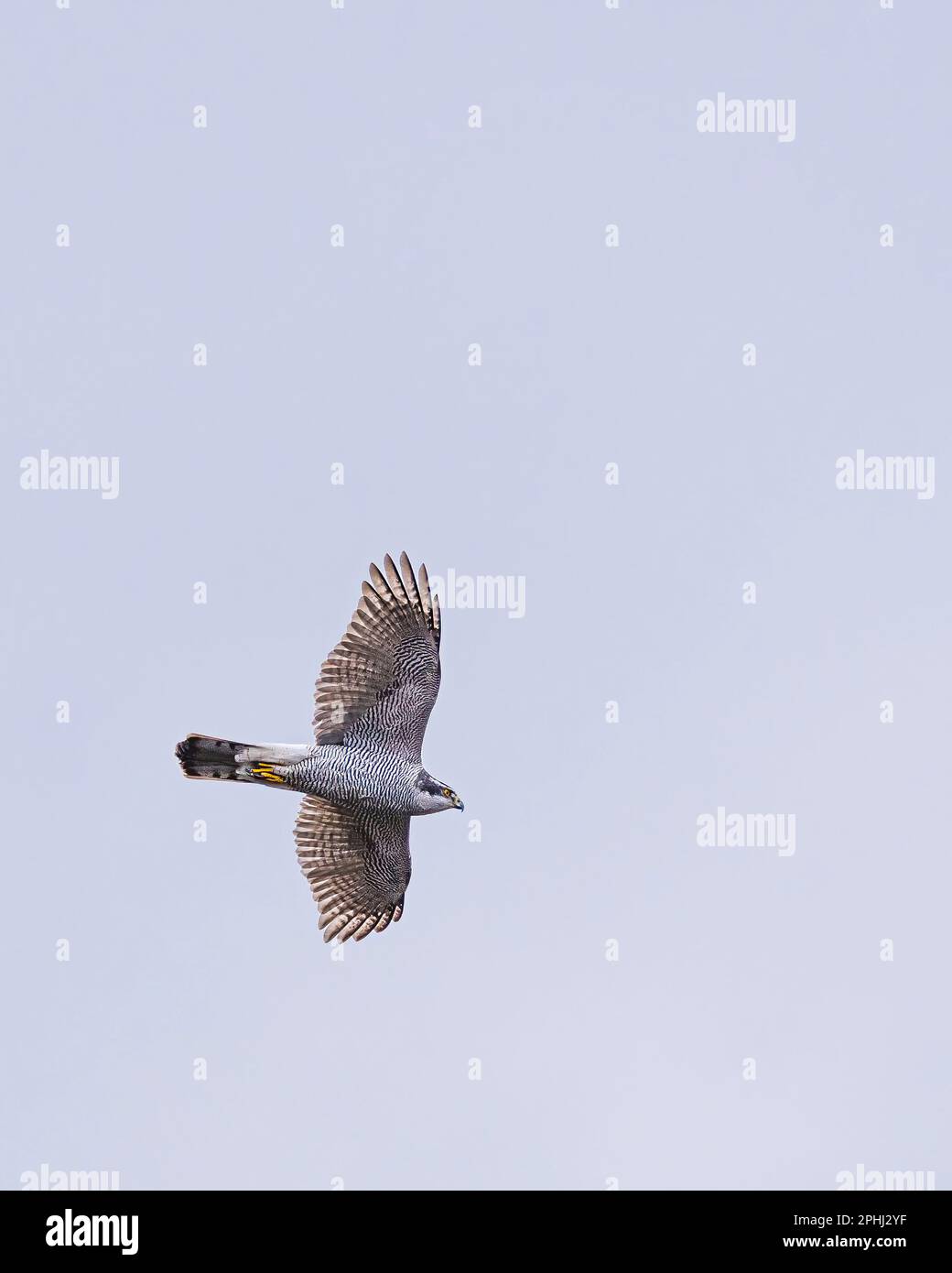 Adult goshawk hi-res stock photography and images - Alamy