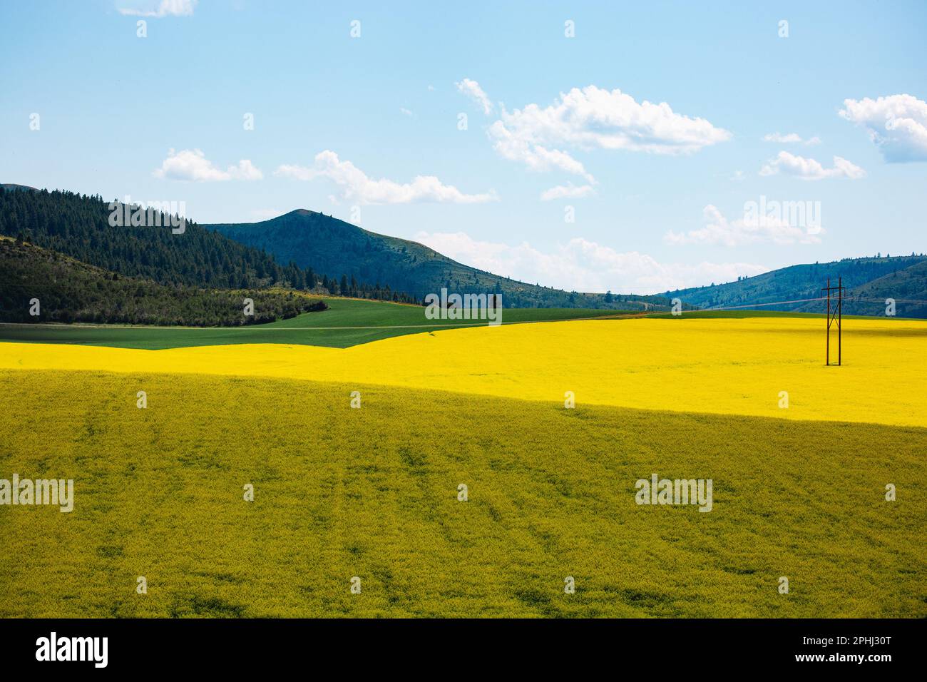 Mustard Fields and Mountains in Idaho | Late Afternoon Landscape Stock ...