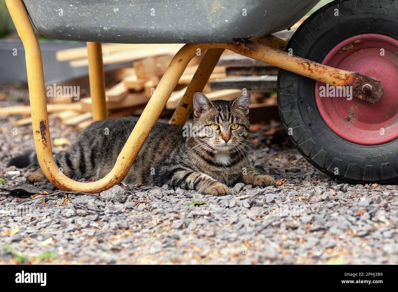 Domestic tabby cat is hiding under cart at farm Stock Photo - Alamy