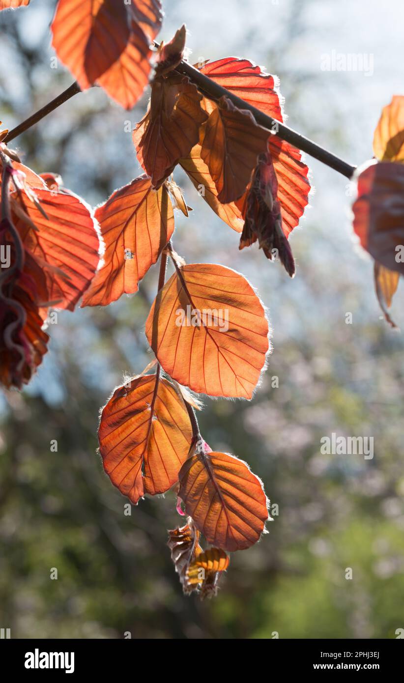 beech tree leaves on out of focus forest scenery Stock Photo - Alamy