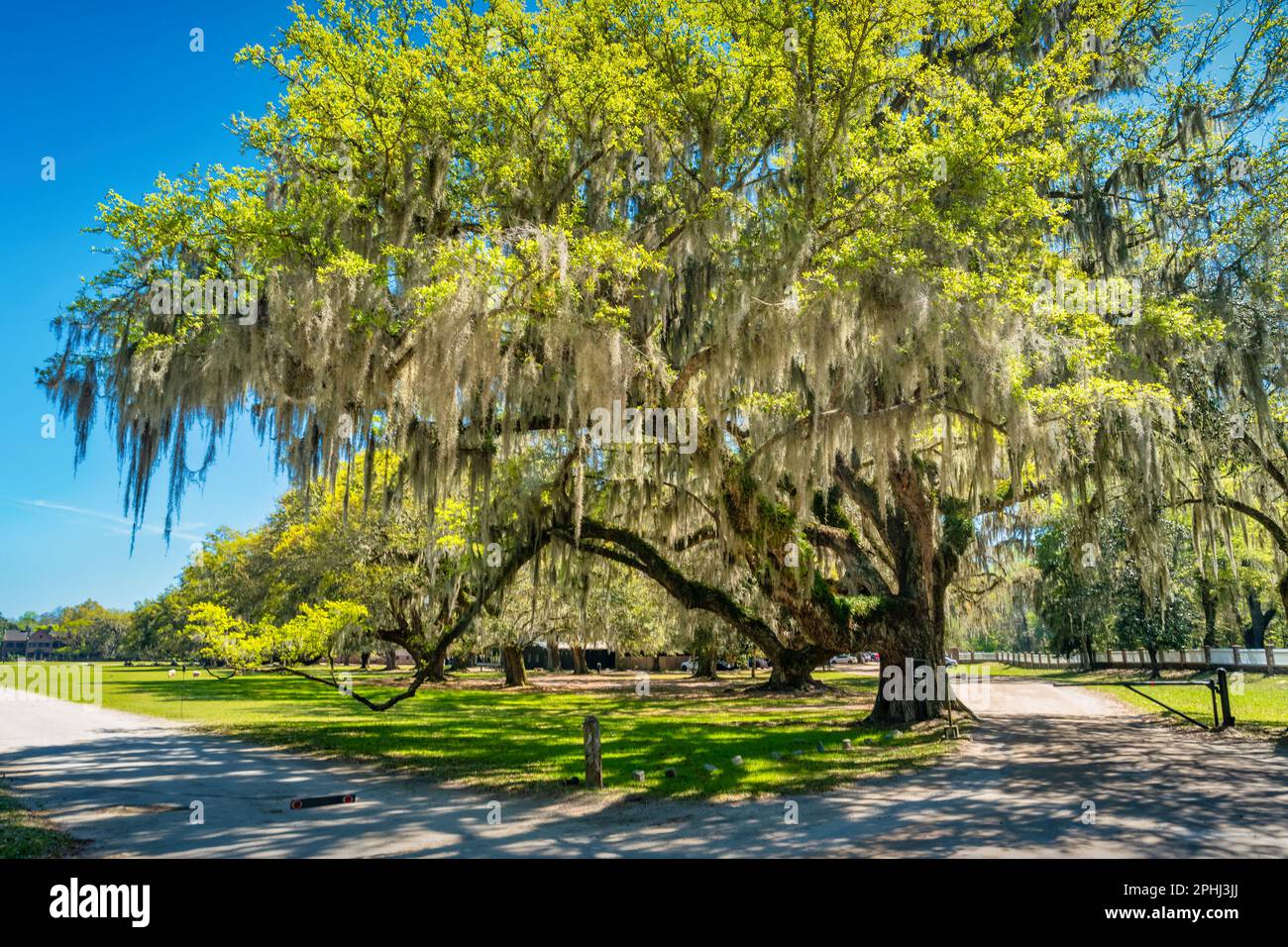 Live oak tree spanish moss hi-res stock photography and images - Alamy