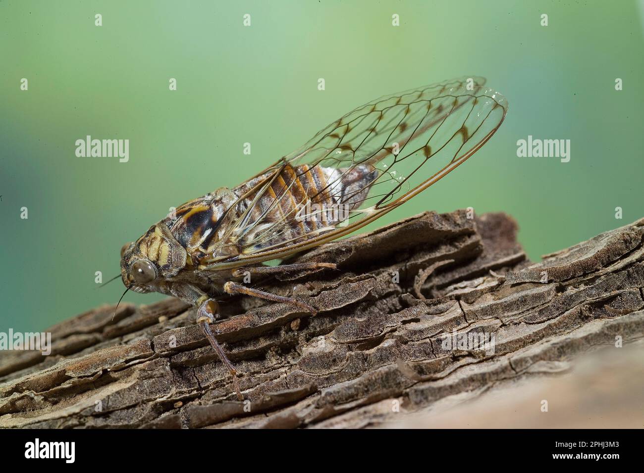 Parco regionale porto conte hi-res stock photography and images - Alamy