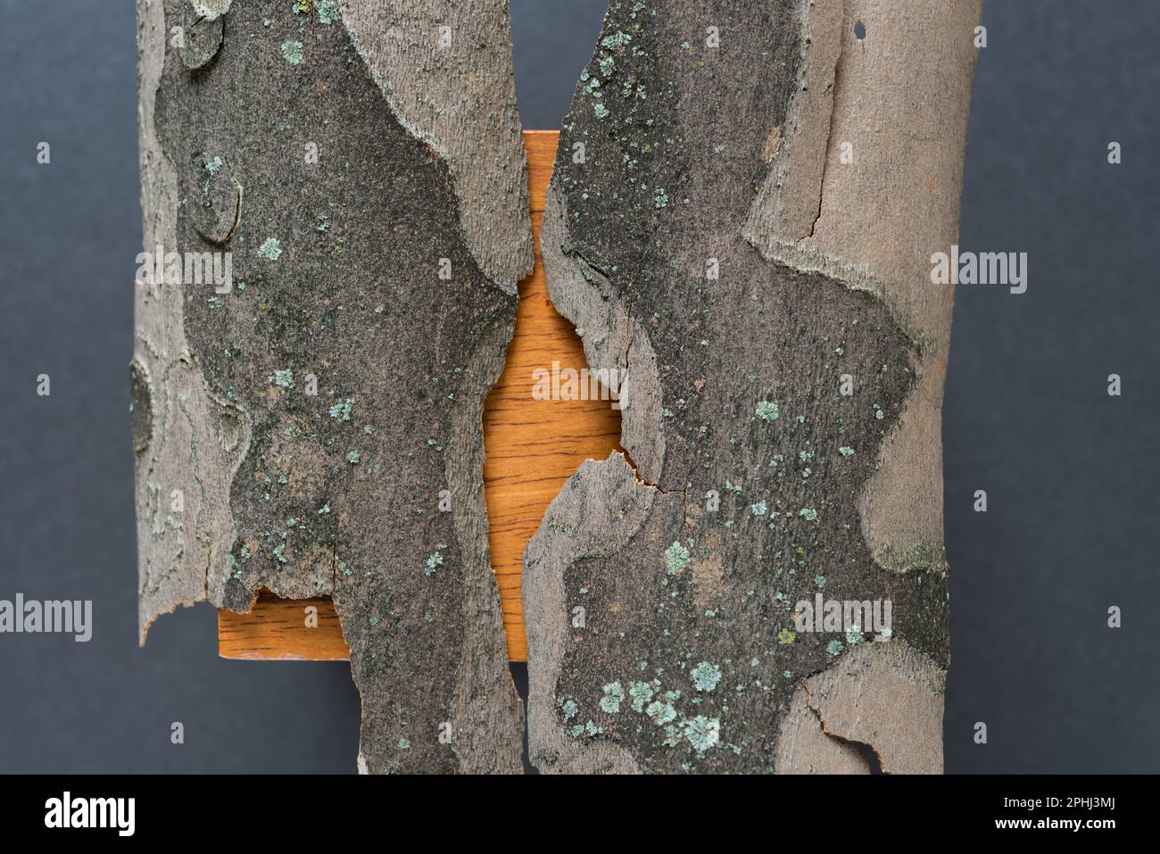 two pieces of tree bark on a wooden box and paper - London plane ...