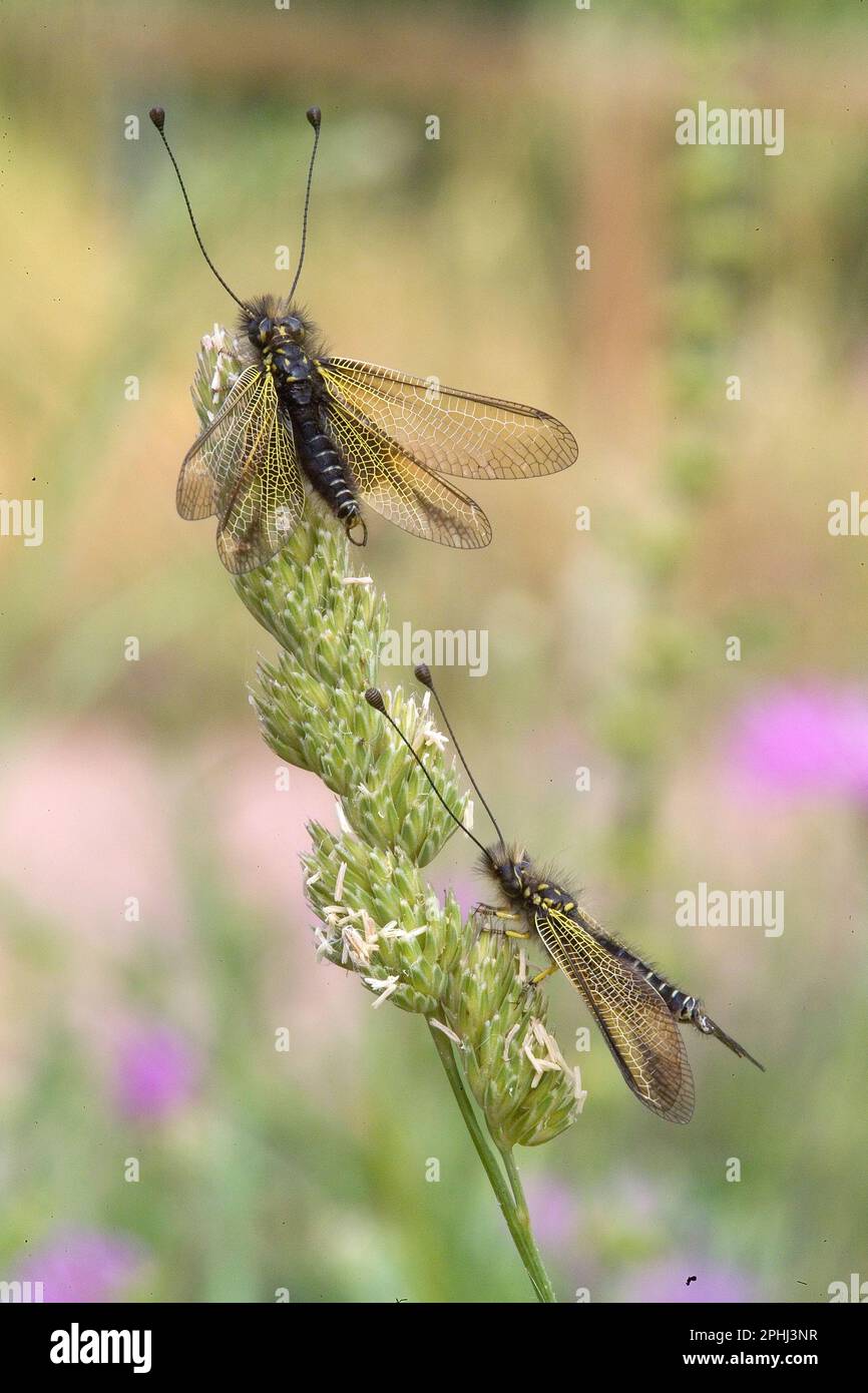 Ascalaphid Libelloides ictericus corsicus. Bunnari. Sassari. Italia ...