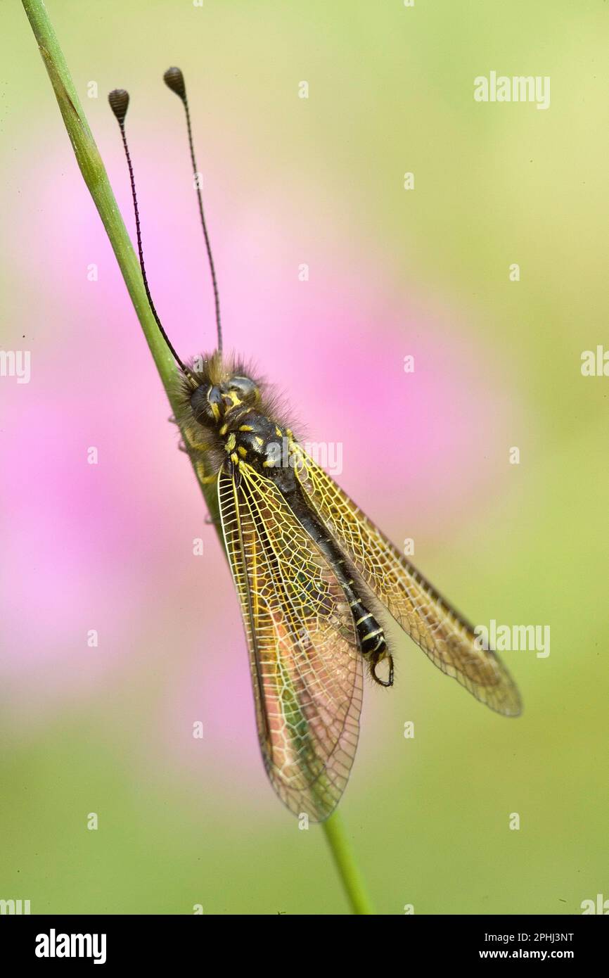 Ascalaphid Libelloides ictericus corsicus. Bunnari. Sassari. Italia ...
