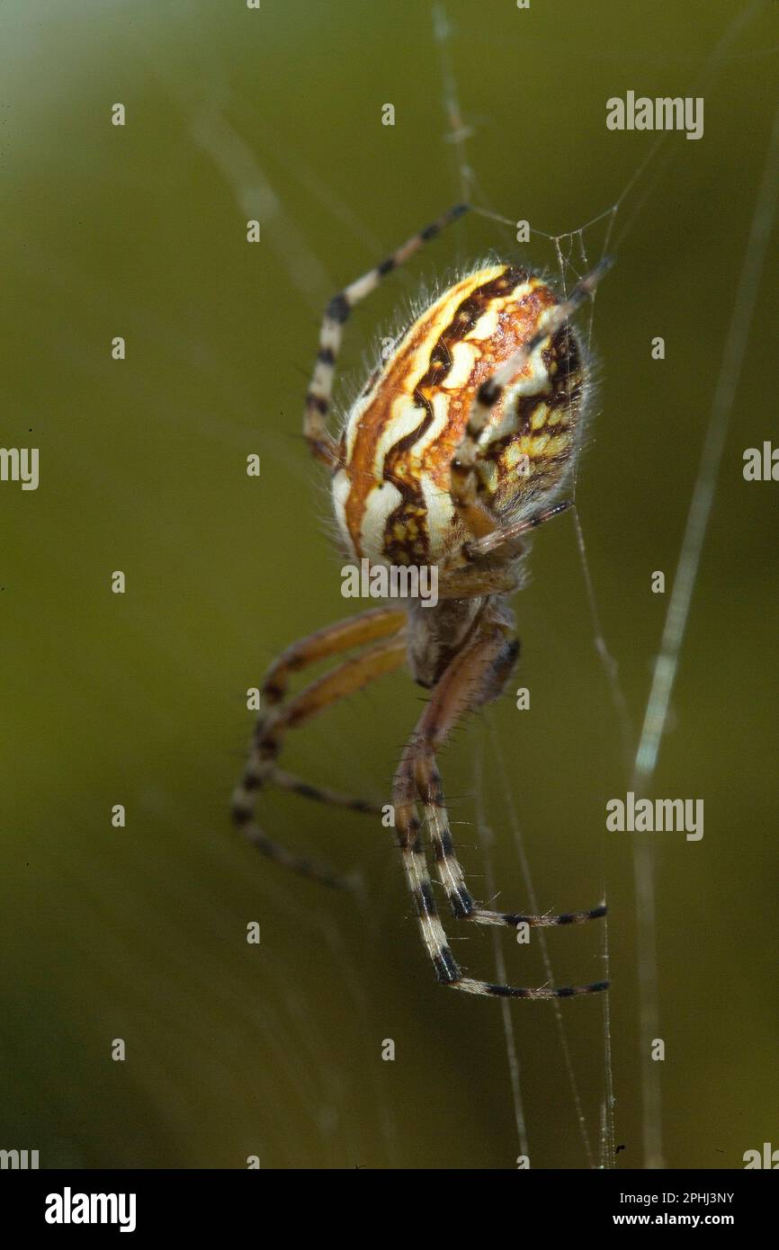 Ragno (neoscona adiantum) Sardegna. Italia Stock Photo - Alamy
