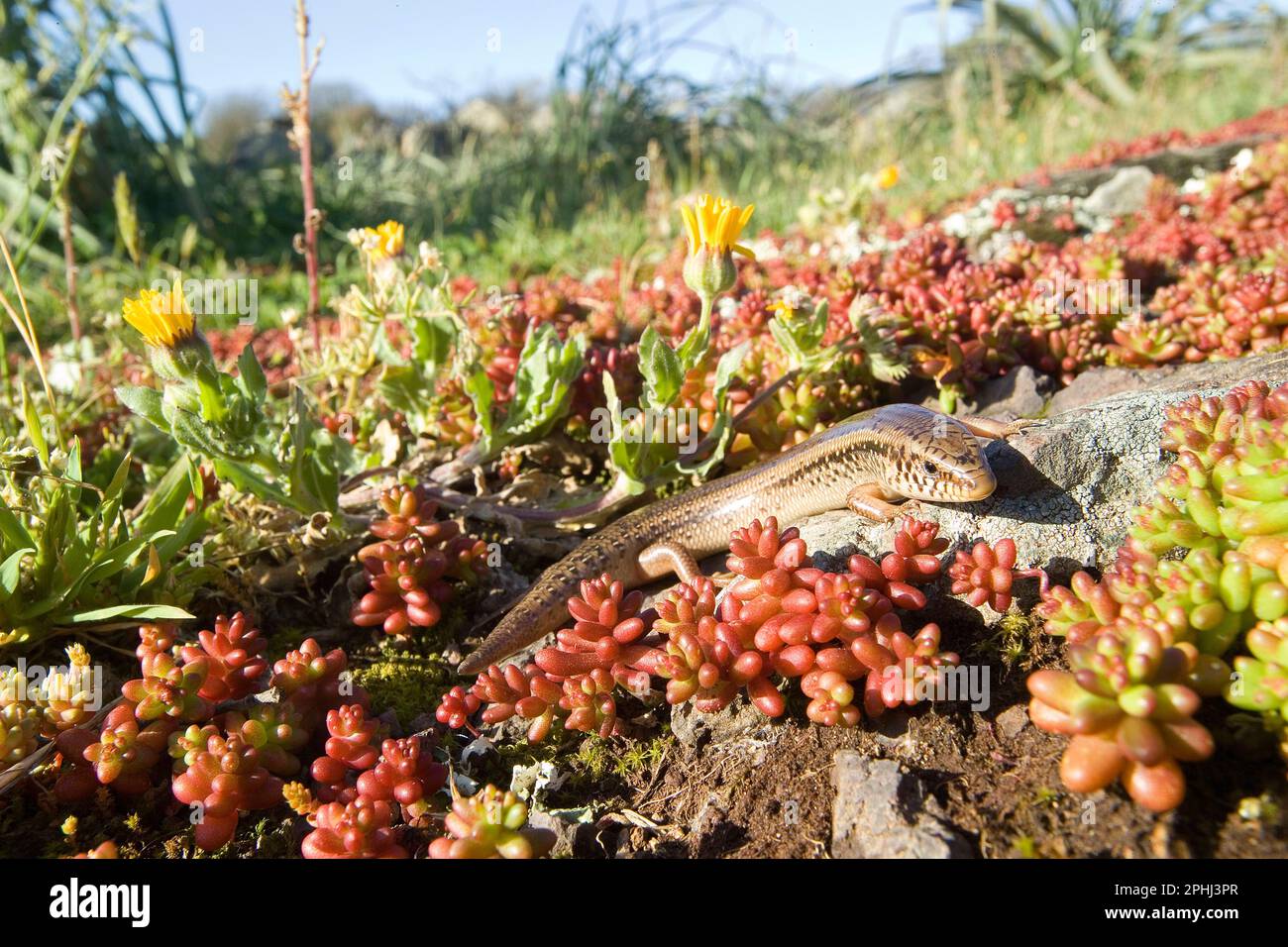 Gongilo o tiligugu (Chalcides ocellatus). Endemico di Sardegna e ...