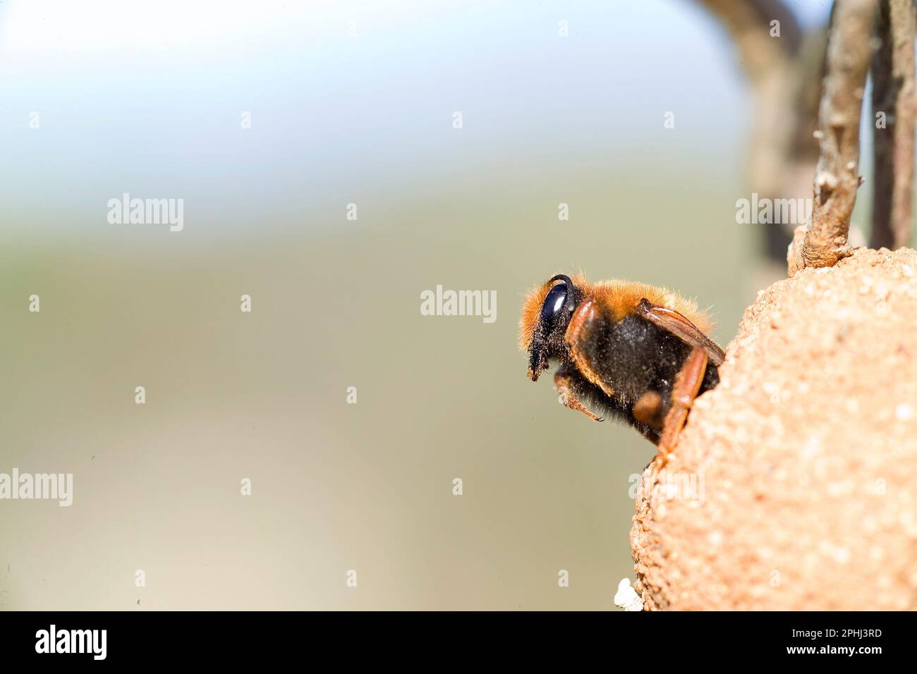 Closeup on an emerging female Banded mud bee,ChalicodomaApe solitaria ...