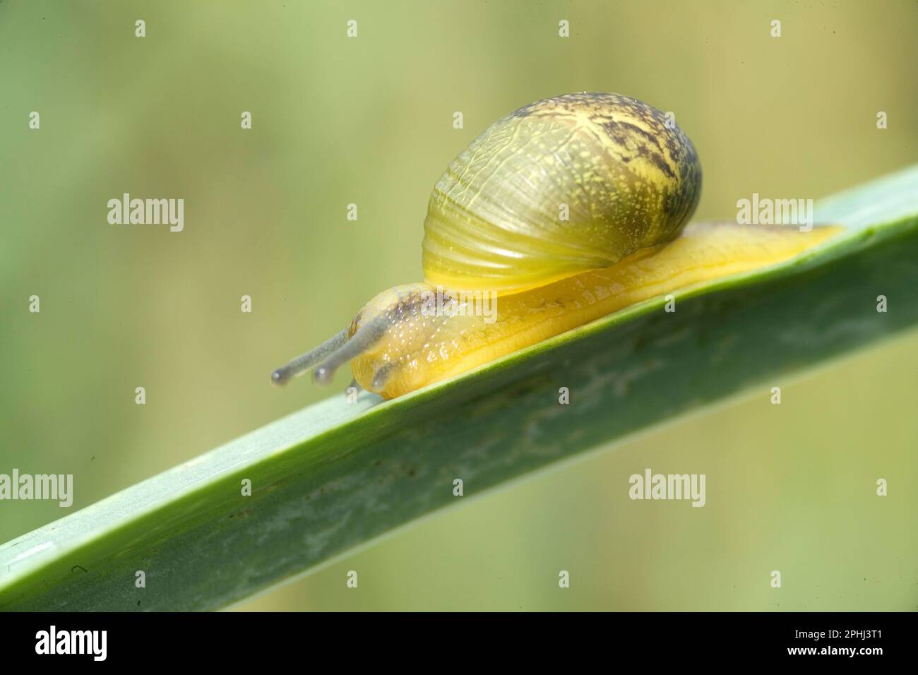 Chiocciola terrestre, (Helix aperta syn: Cantareus apertus Stock Photo ...