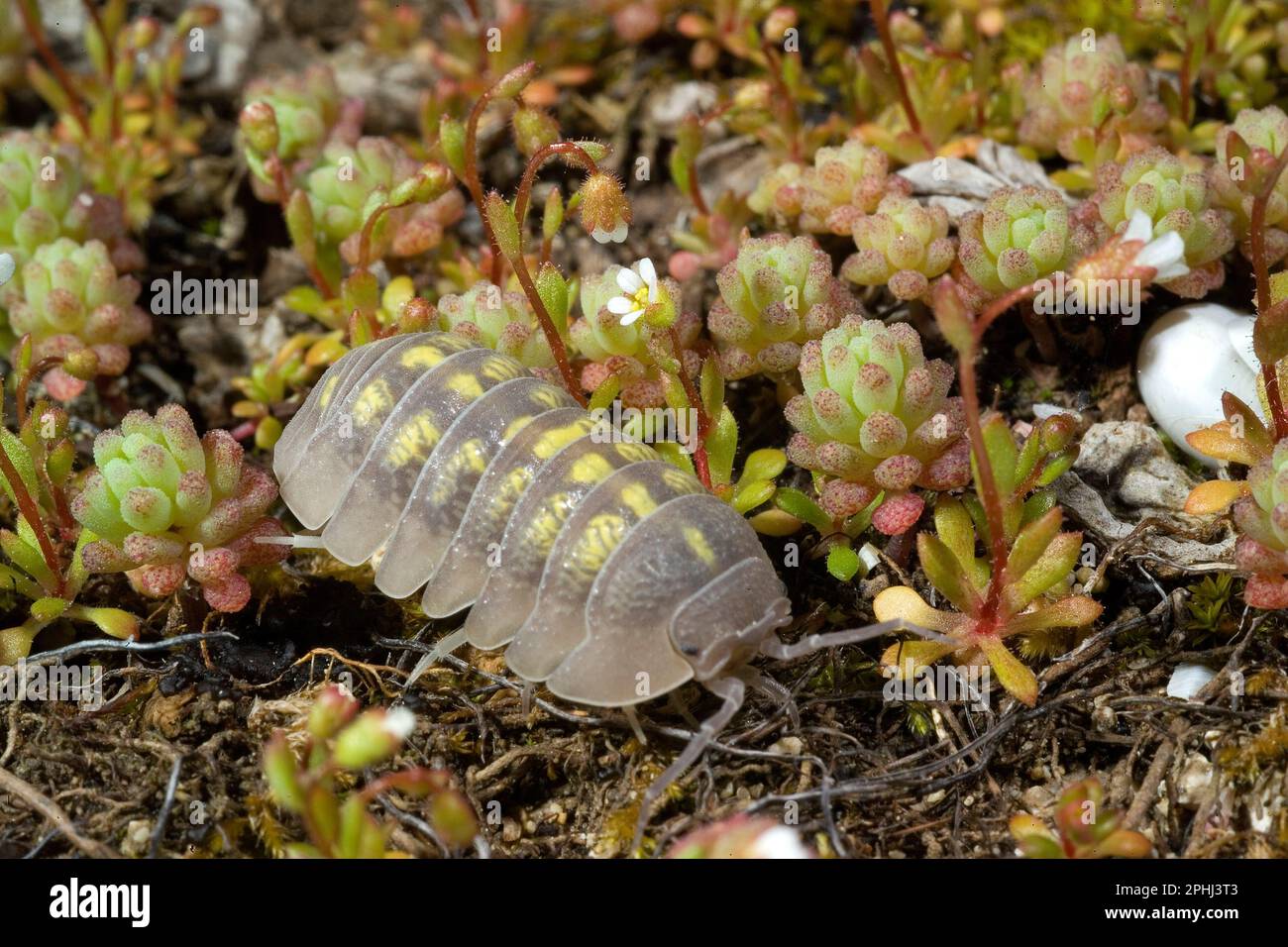 Isopode terrestre hi-res stock photography and images - Alamy